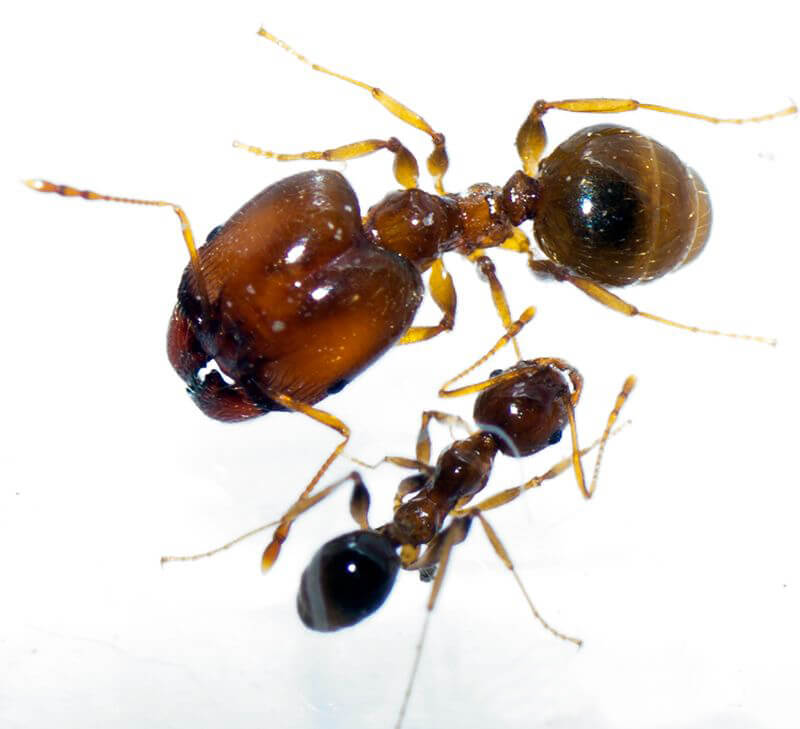 Pheidole pallidula : описание, содержание, кормление, уход