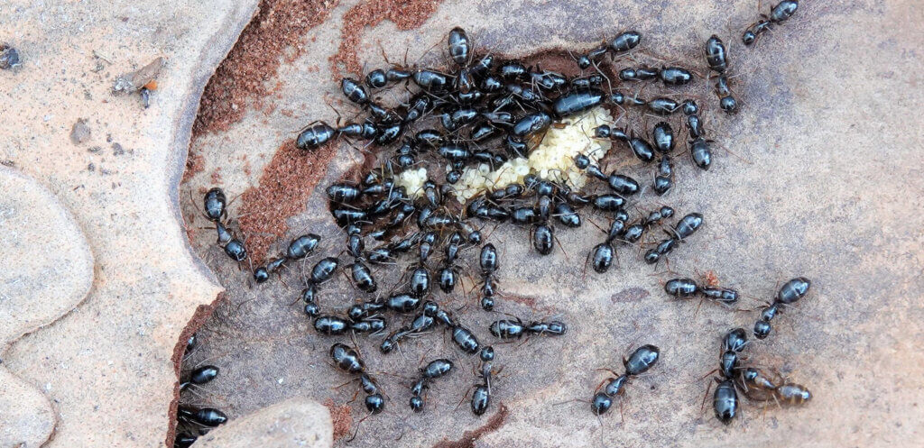 Camponotus fallax: описание, содержание, кормление, уход